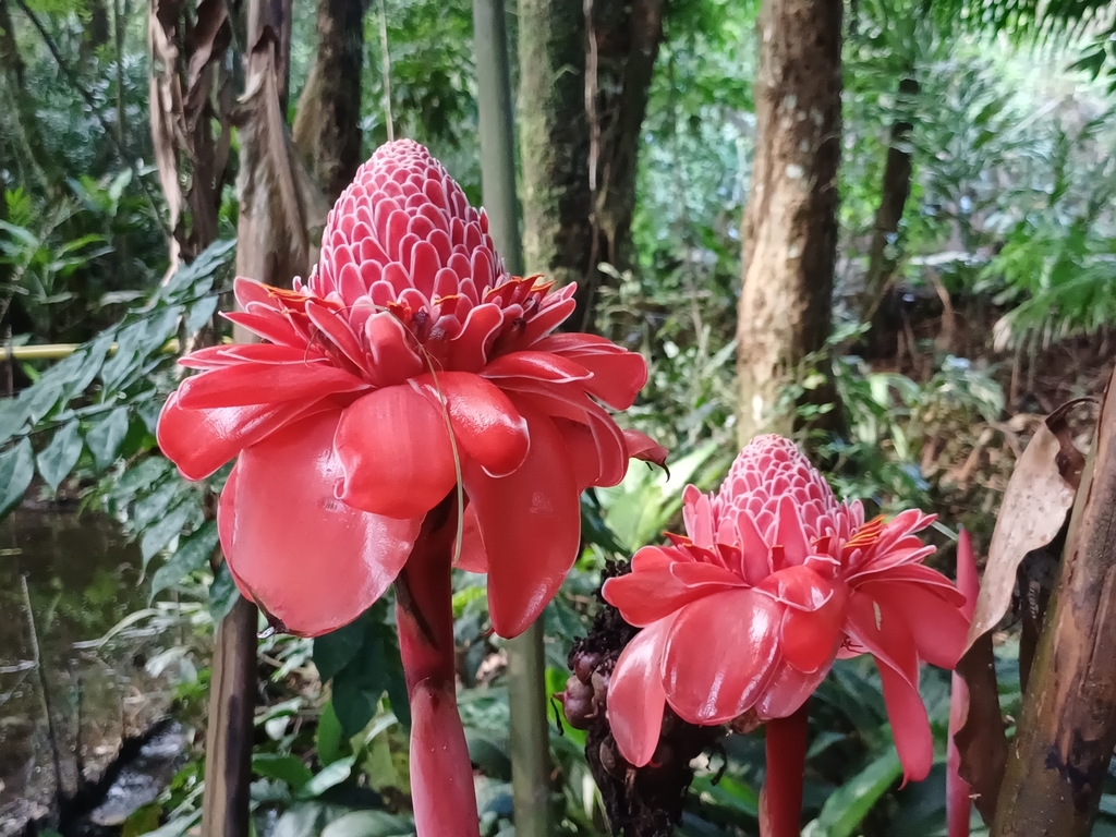 Bastón indonesio de emperador desde Cumaral, Meta, Colombia el 13 de ...