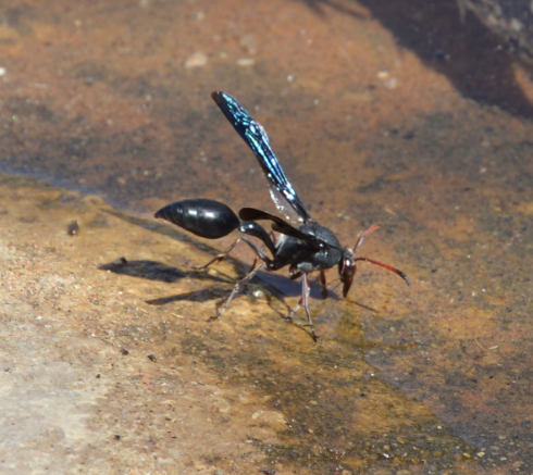 Black Mud Wasp from Gobabeb, Namibia on May 14, 2024 at 12:53 PM by ...
