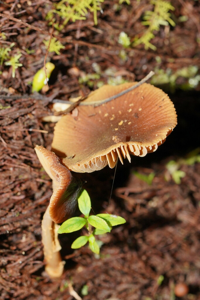 Descolea recedens from Barwon Downs VIC 3243, Australia on May 9, 2024 ...