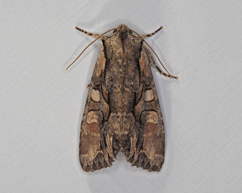 Speckled Cutworm Moth from Salem, NH 03079, USA on May 14, 2024 at 05: ...