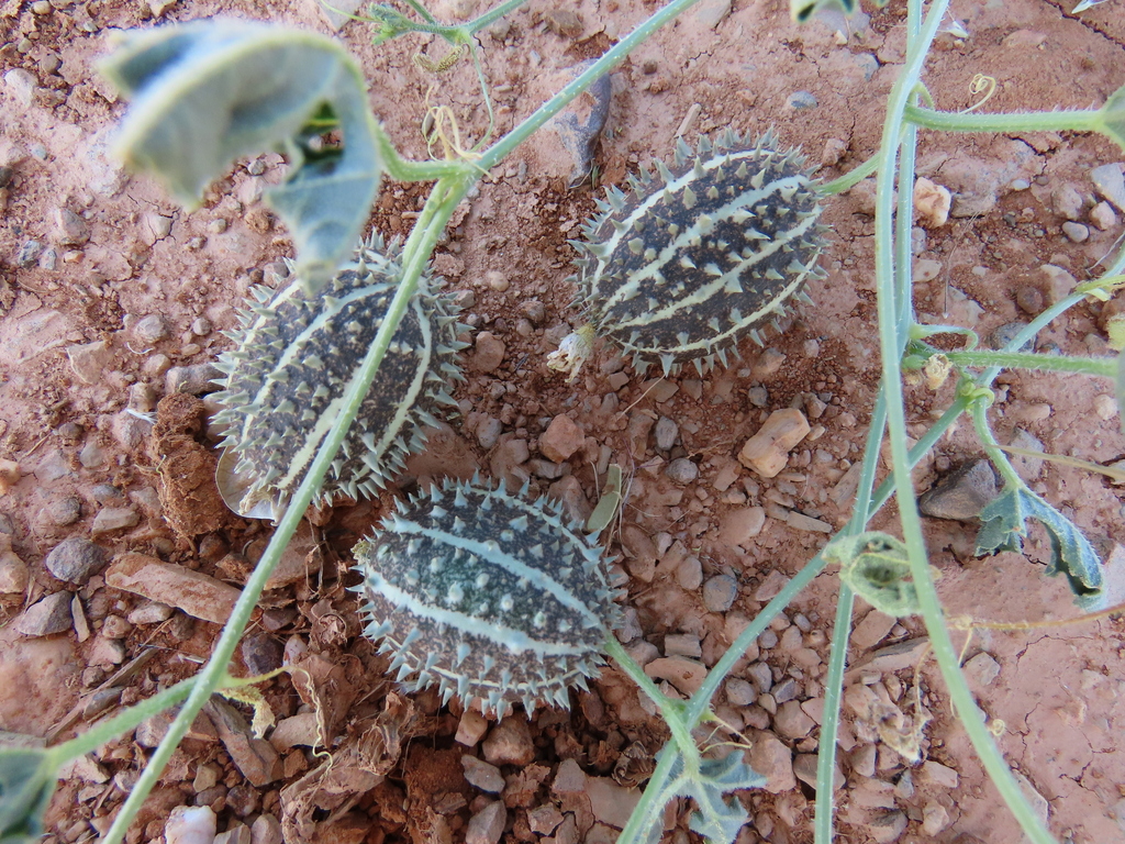 Small Wild Cucumber from Hardap Region, Namibia on May 1, 2024 at 12:15 ...