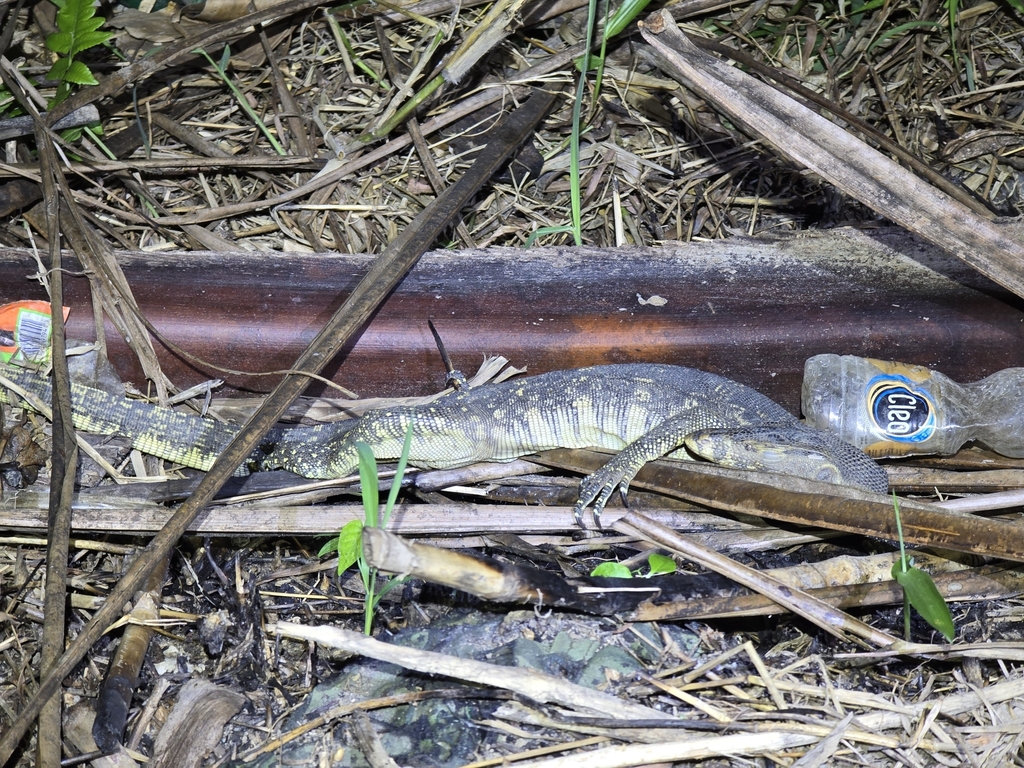 Two-striped Water Monitor from C6GW+W87, Sedang, Abiansemal, Badung ...