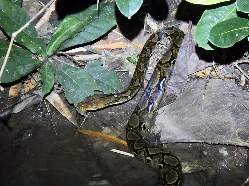 Reticulated Python from Pangkung Tibah, Kediri, Tabanan Regency, Bali ...