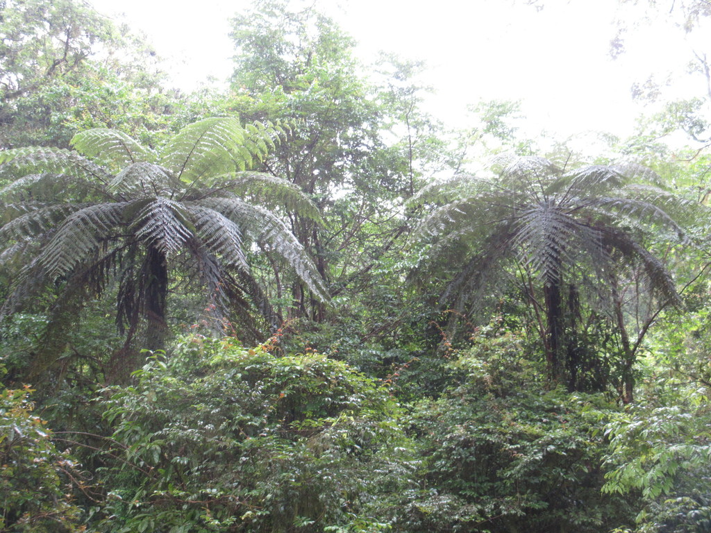 Spiny Tree Fern from 264台灣宜蘭縣員山鄉雙埤路福山1號 on May 6, 2019 at 09:28 PM by ...