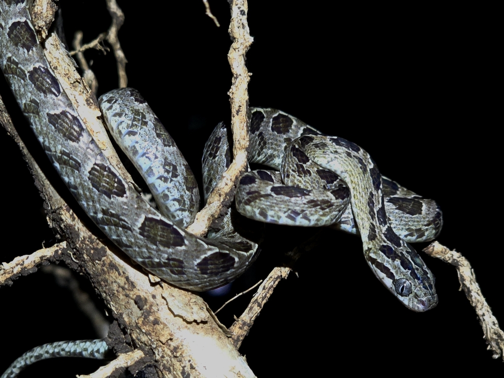 Many-spotted Cat Snake from Pecatu, South Kuta, Badung Regency, Bali ...