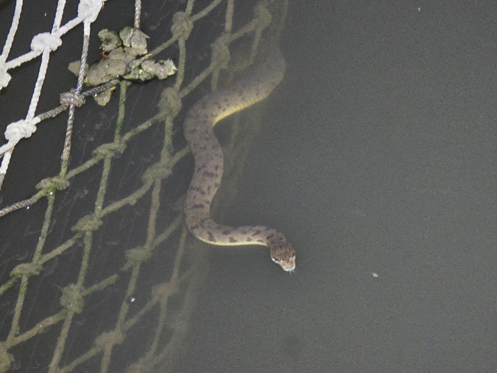 Southeast Asian Bockadam from Sanur Kauh, Denpasar Selatan, Denpasar ...