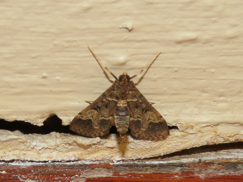 European Pepper Moth from Riebeeck Kasteel, Riebeek-Kasteel, 7307 ...
