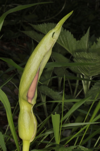 Subspecies Arum orientale longispathum · iNaturalist