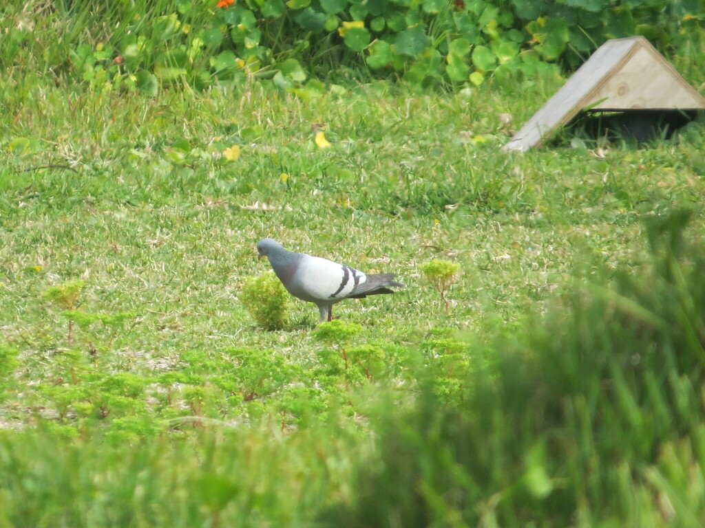 Feral Pigeon from Lord Howe Island NSW 2898, Australia on August 17 ...
