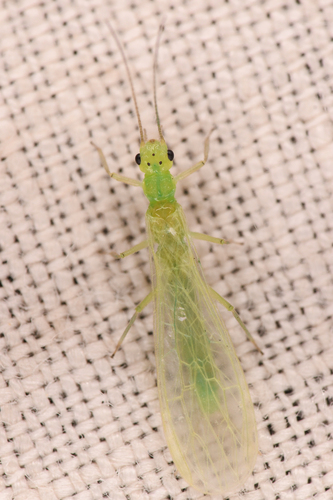 Delicate Sallfly (Alloperla delicata) · iNaturalist