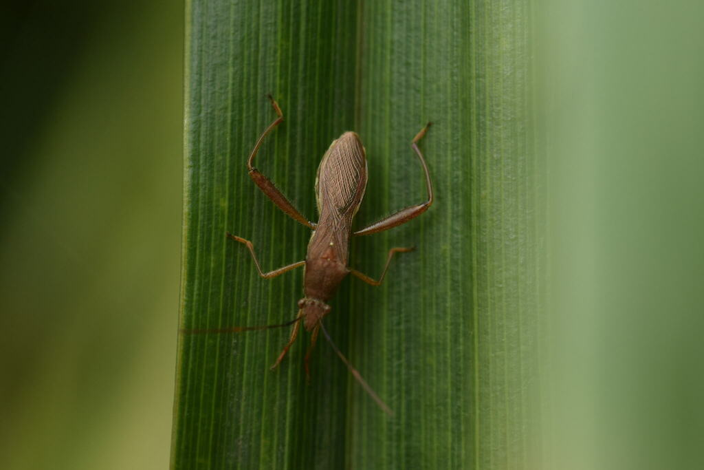 Riptortus linearis from 日本、〒907-1433 沖縄県八重山郡竹富町南風見仲 on April 26, 2024 ...