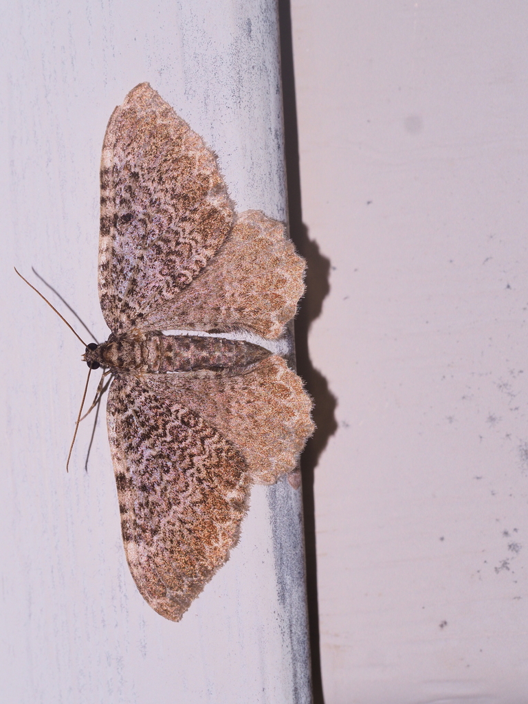 Geometer Moths in May 2024 by Marina Herrera · iNaturalist