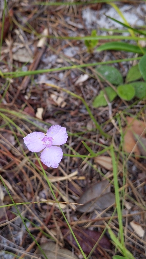 Scrub roseling from Babson Park, FL 33827, USA on May 14, 2024 at 09:59 ...