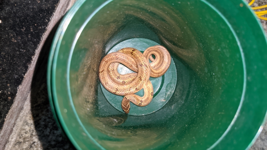 Streaked Kukri Snake from J86G+892, Kanjikuzhy, S.L.Puram, Mararikulam ...