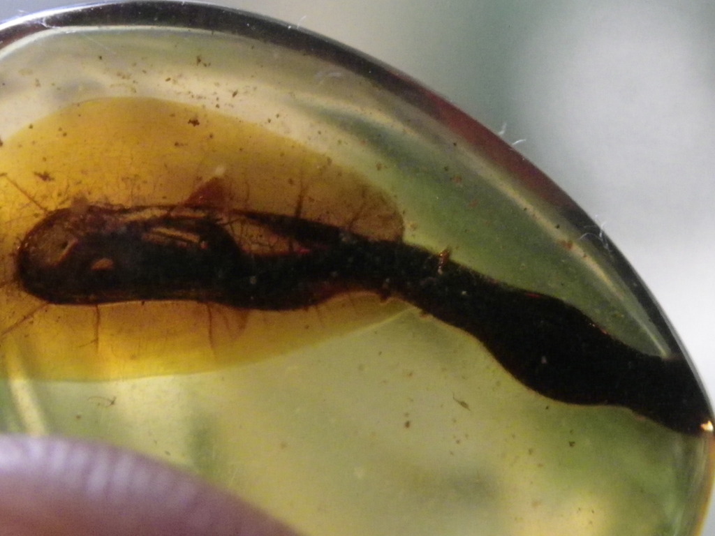 Animals from Sukhuma, Laos on January 21, 2010 at 12:01 AM by lenuma ...