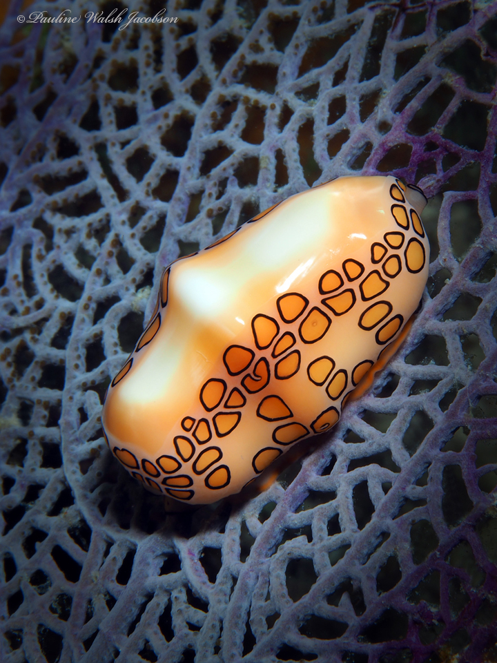 Flamingo Tongue Snail from St Thomas 00802, USVI on July 14, 2021 at 10 ...