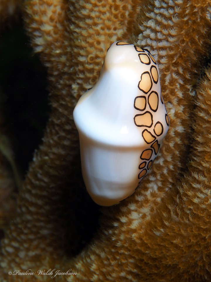 Flamingo Tongue Snail from St Thomas 00802, USVI on July 14, 2021 at 10 ...