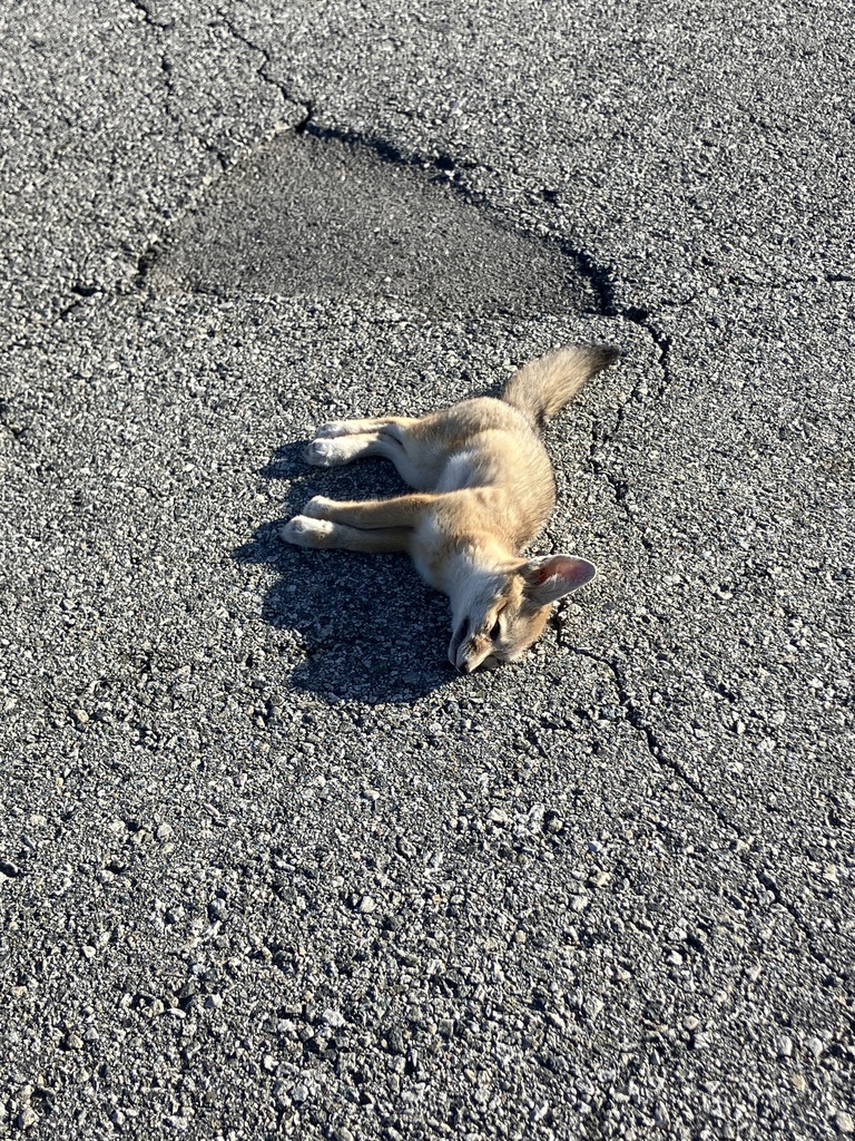 Kit Fox from W Avenue I, Lancaster, CA, US on May 14, 2024 at 07:32 AM ...