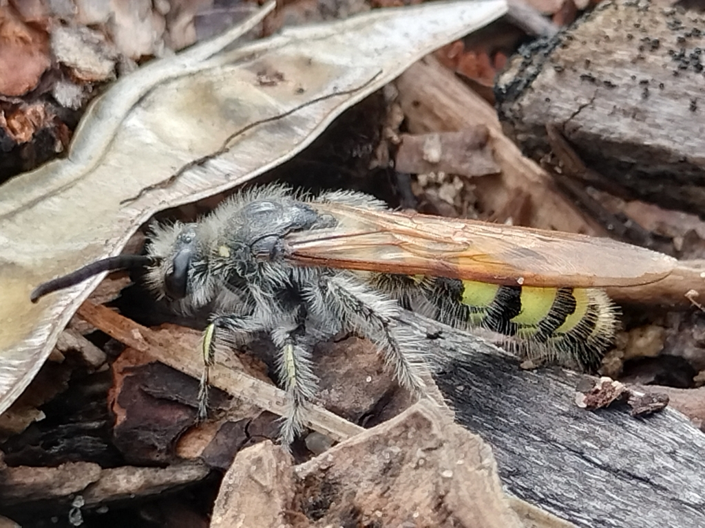 Hairy-footed Scoliid Wasp from Sandy, UT, USA on May 14, 2024 at 08:51 ...