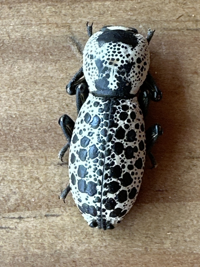 Zopherus in May 2024 by desiertodoc · iNaturalist