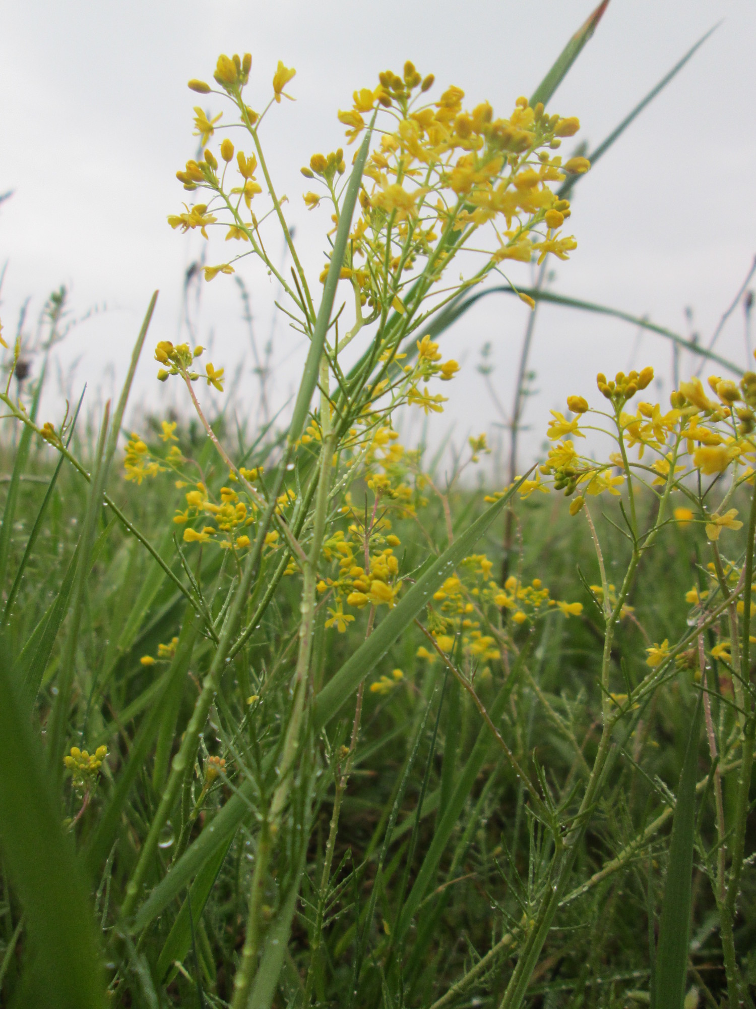 Rorippa pyrenaica (L.) Rchb.