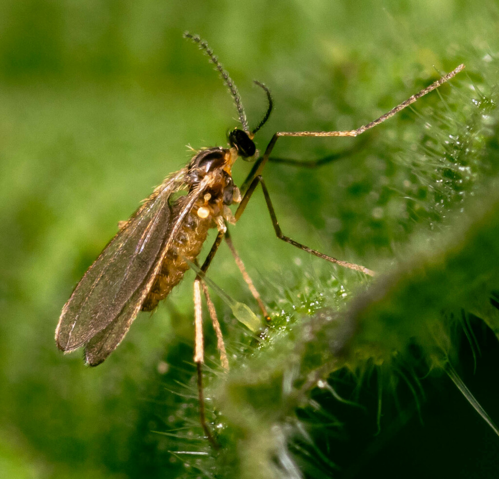 Dark-winged Fungus Gnats from Telford and Wrekin, UK on April 20, 2024 ...