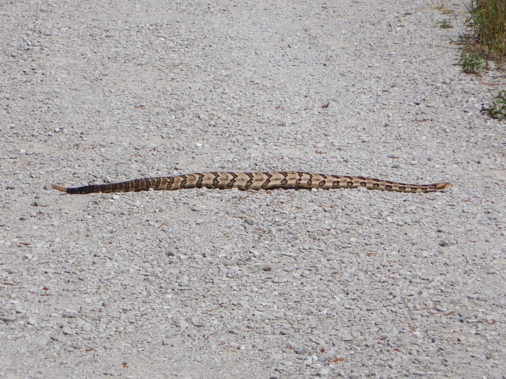 Timber Rattlesnake from Lawrence County, AL, USA on May 2, 2019 at 10: ...