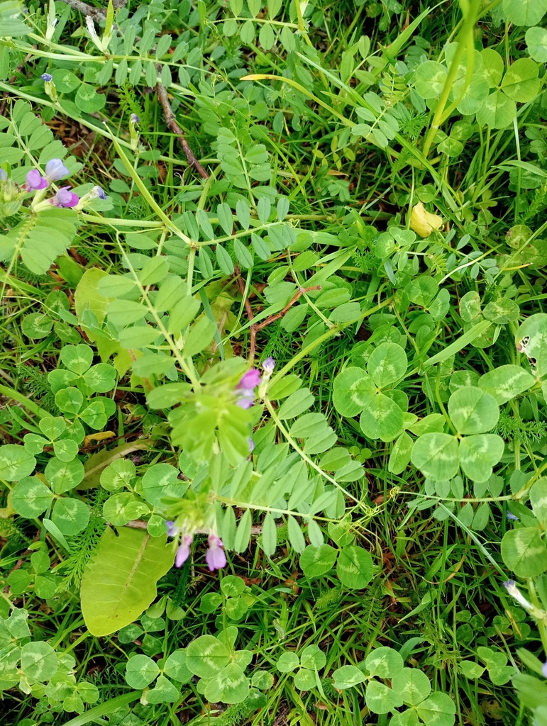 Common Vetch from Blakesley Hall, Birmingham B25 8RJ, UK on May 14 ...
