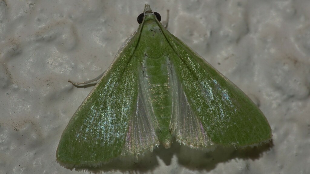 Parotis pomonalis from Nido, Blue River Valley, Bhose - Mahabaleshwar ...