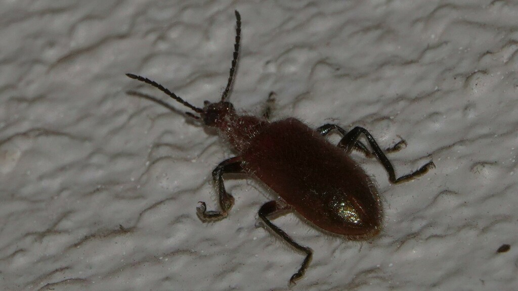 Cerogria from Nido, Blue River Valley, Bhose - Mahabaleshwar Rd, near ...