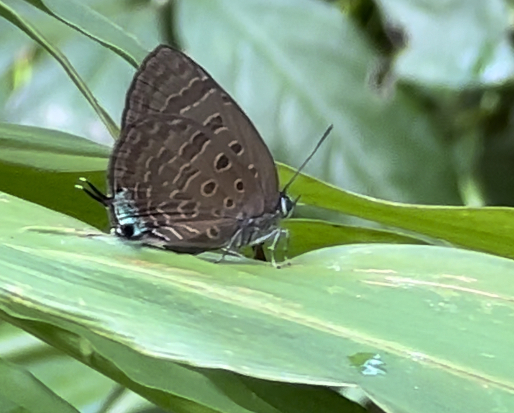 Arhopala evansi from Lubok Semilang, Langkawi Island, Kedah on May 13 ...