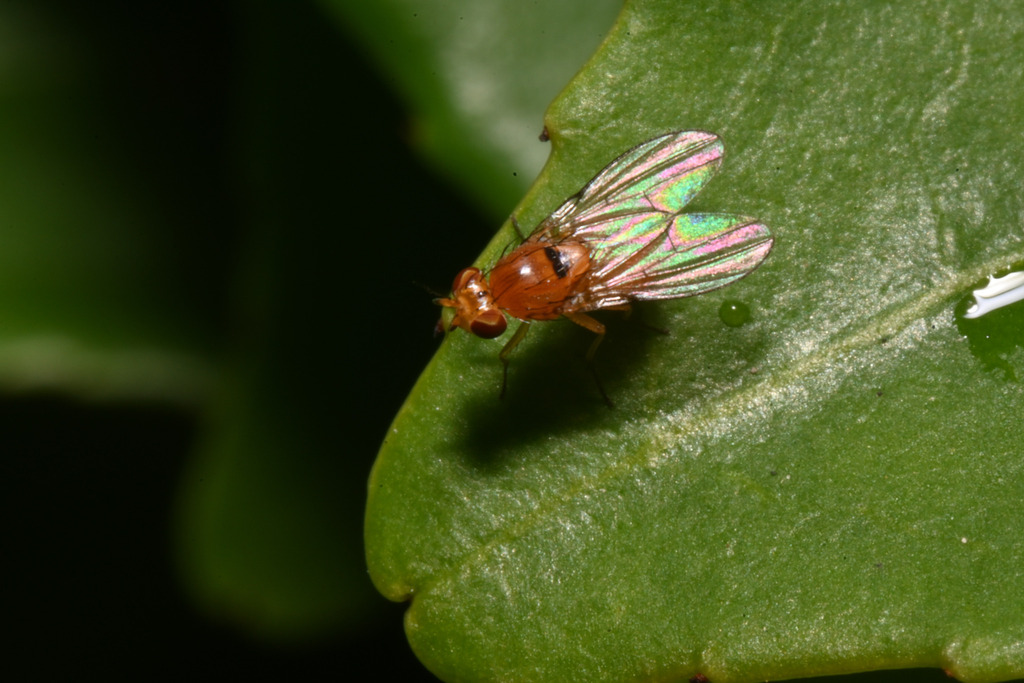 Homoneura notostigma from 福建农林大学 on May 8, 2024 at 03:29 PM by tref ...