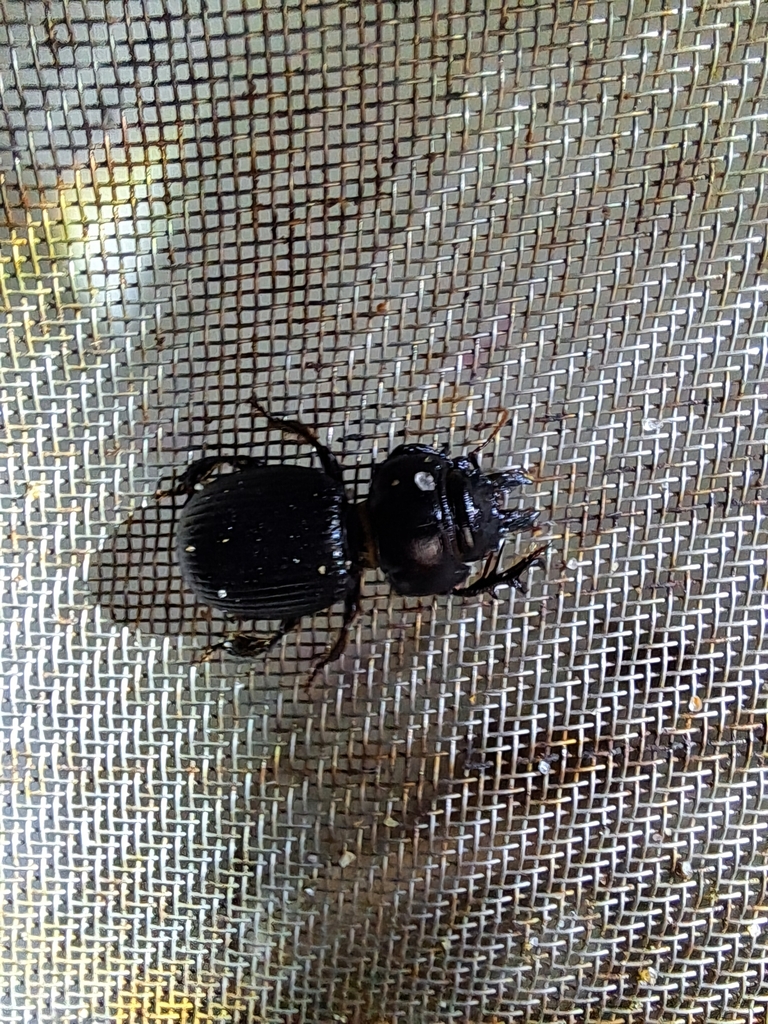 Beach Ground Beetle from Karas Region, Namibia on May 6, 2024 at 09:15 ...