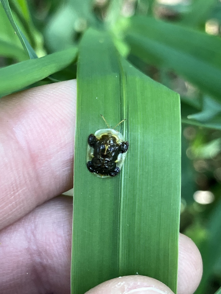 Clavate Tortoise Beetle from Lyndale Park Rose Garden, Minneapolis, MN ...