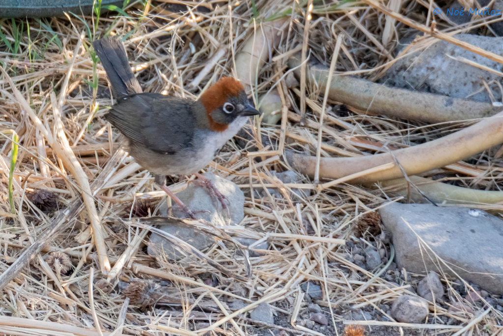 Rusty-crowned Ground-Sparrow from Tonalá, Jal., México on April 18 ...