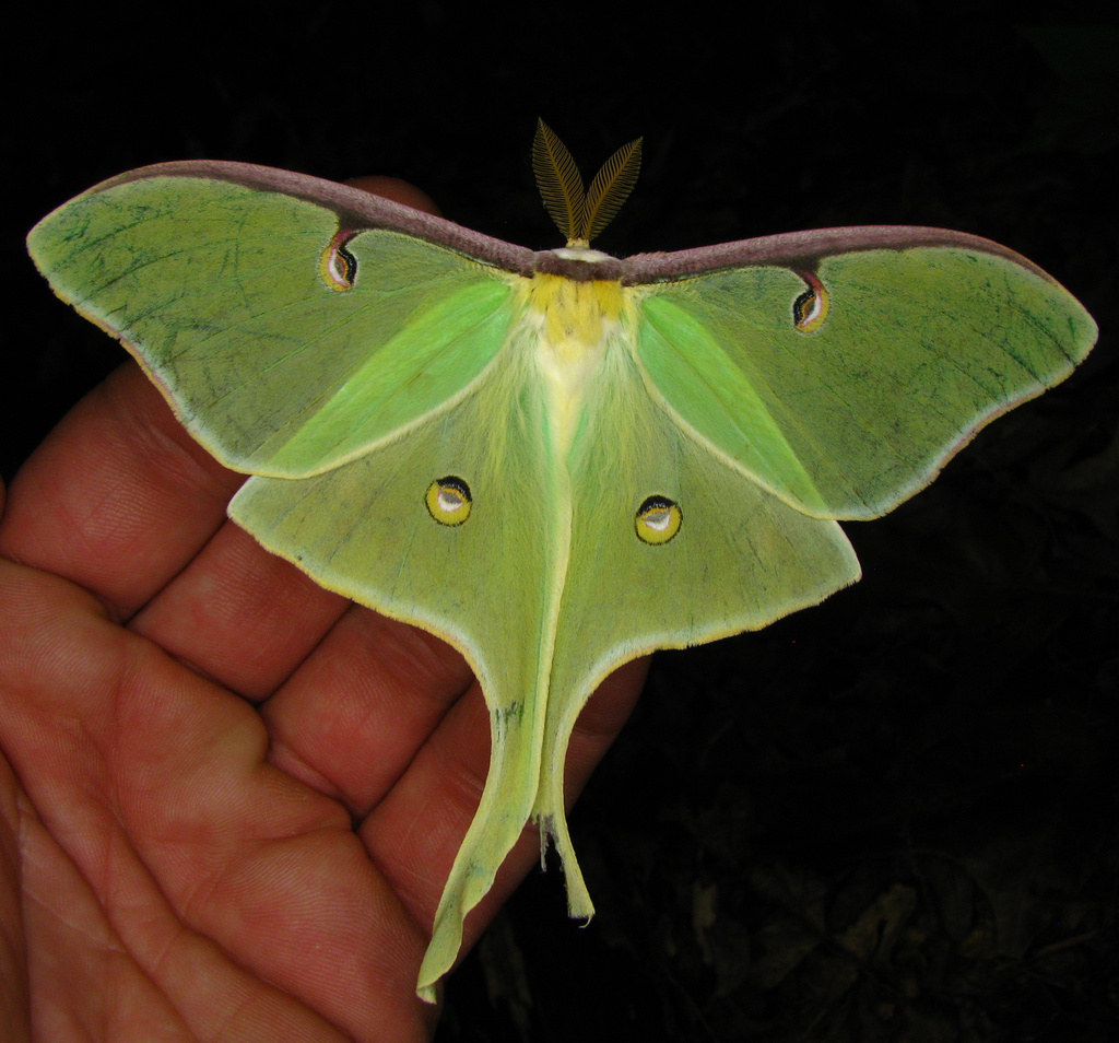 North American Luna Moth from Johnson County, IL, USA on May 10, 2024 ...