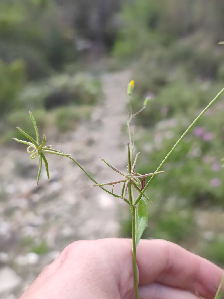 Star Hawkbit from Kemer, Antalya, Turkey on April 12, 2024 at 02:08 PM ...