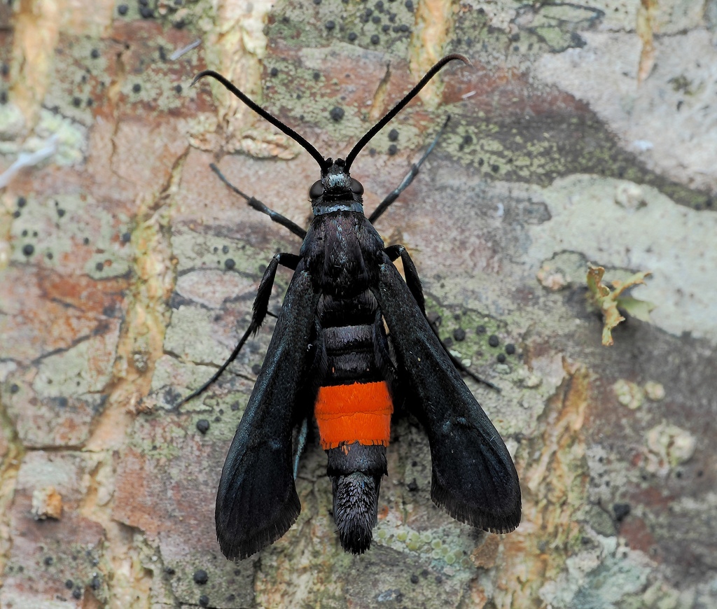 Peachtree Borer Moth from 472 Cadillac Ln, McMinnville, TN 37110, USA ...