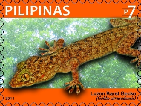 Luzon Karst Gecko (Gekko carusadensis) · iNaturalist