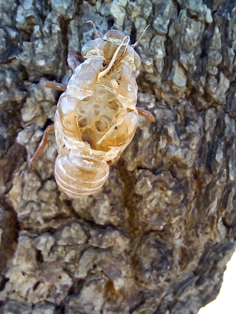 Chicharras transparentes desde 49900 Tecalitlán, Jal., México el 14 de ...