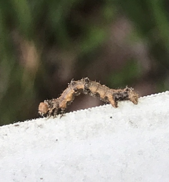 Geometer Moths in May 2024 by privatenoaccess. Identification As per AI ...