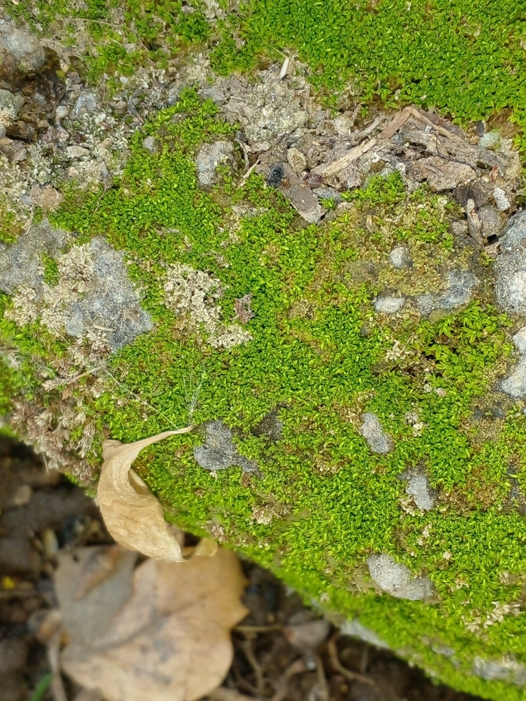 Hyophila from 49900 Tecalitlán, Jal., México on May 14, 2024 at 11:24 ...