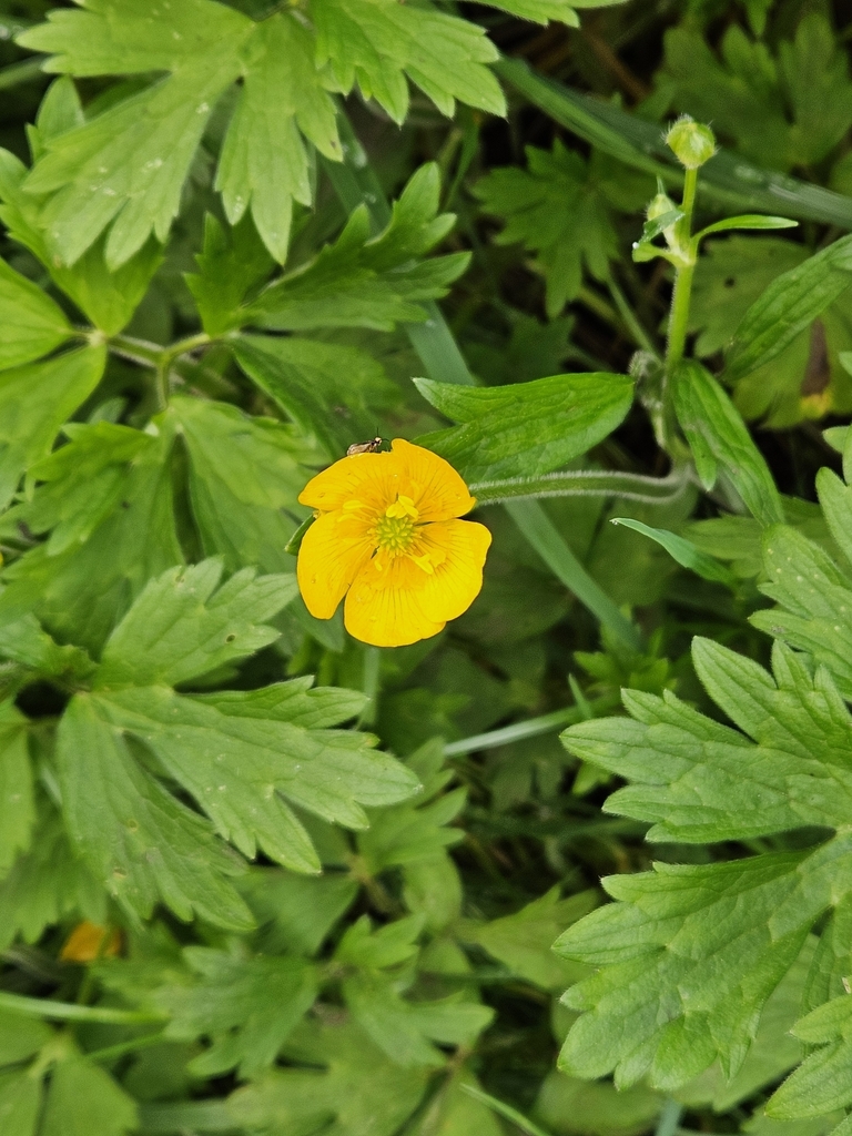 Creeping buttercup from Ballymena BT44, UK on May 14, 2024 at 07:04 PM ...