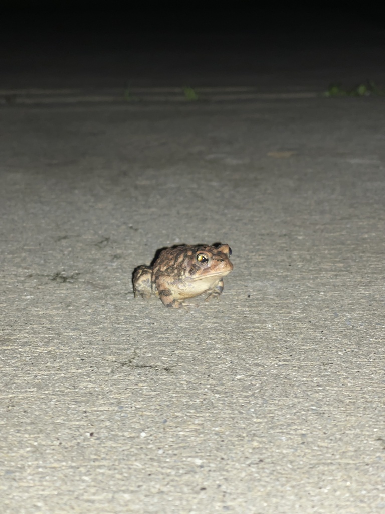 Southern Toad from Ponzer Ct N, Holly Ridge, NC, US on May 08, 2024 at ...