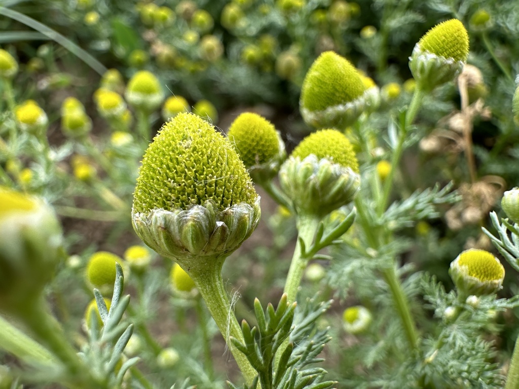pineapple-weed (Wildflowers @ Byrne Preserve) · iNaturalist