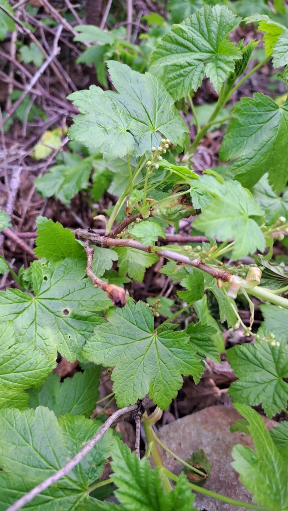 skunk currant from York Harbour, NL A0L 1L0, Canada on May 14, 2024 at ...