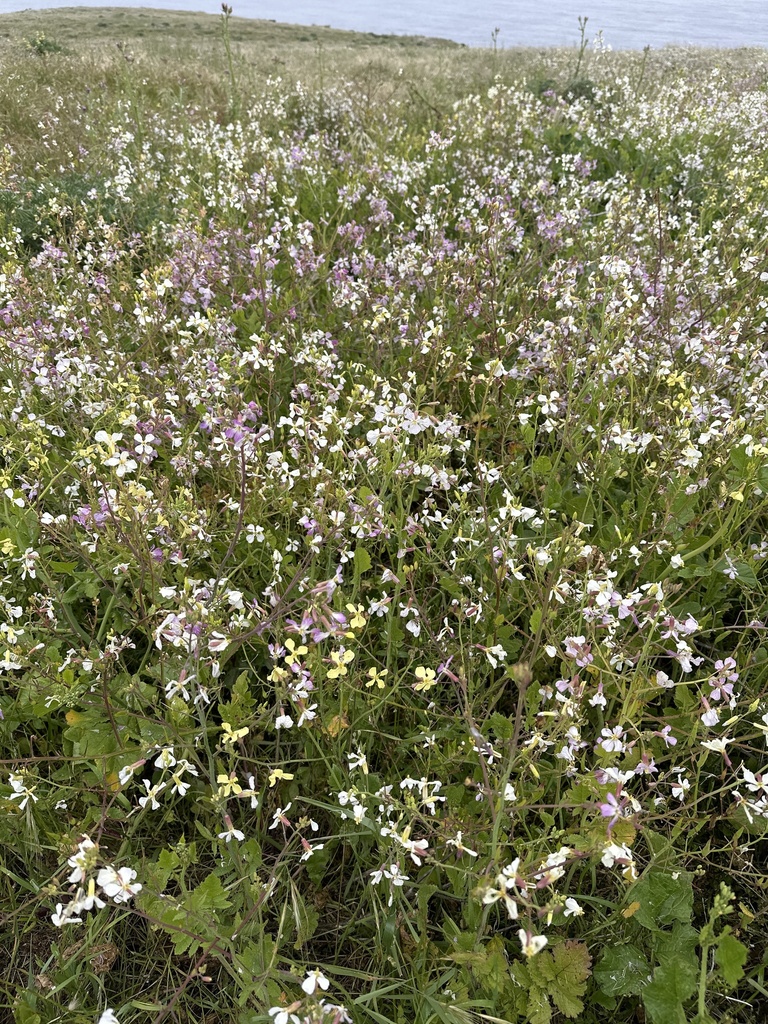 Wild radish (Raphanus raphanistrum) - Botanical Realm