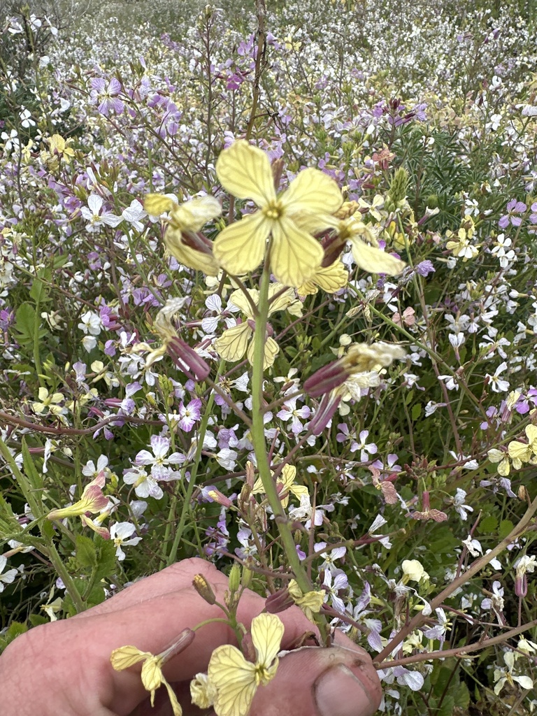 Wild radish (Raphanus raphanistrum) - Botanical Realm