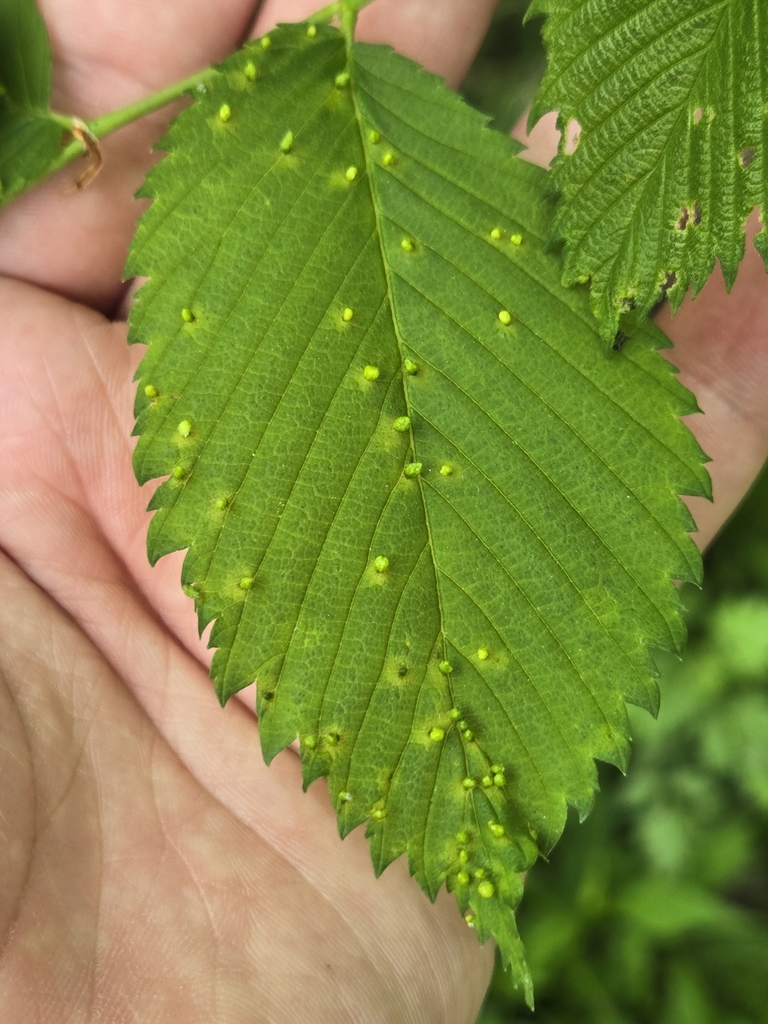 Elm Leaf Gall Mite from Union Township, PA, USA on May 14, 2024 at 02: ...