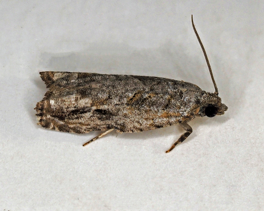 Arrowhead Moth from Salem, NH 03079, USA on May 14, 2024 at 05:30 AM by ...